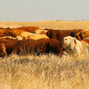 News - Cattle Australia