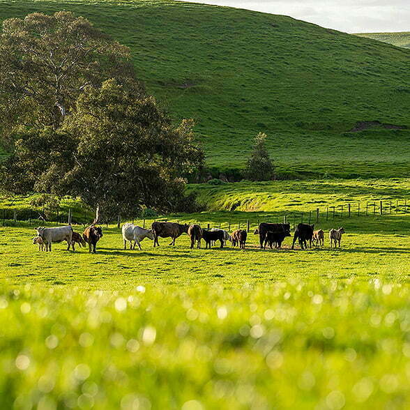 Cattle Australia - Guiding and developing the cattle industry