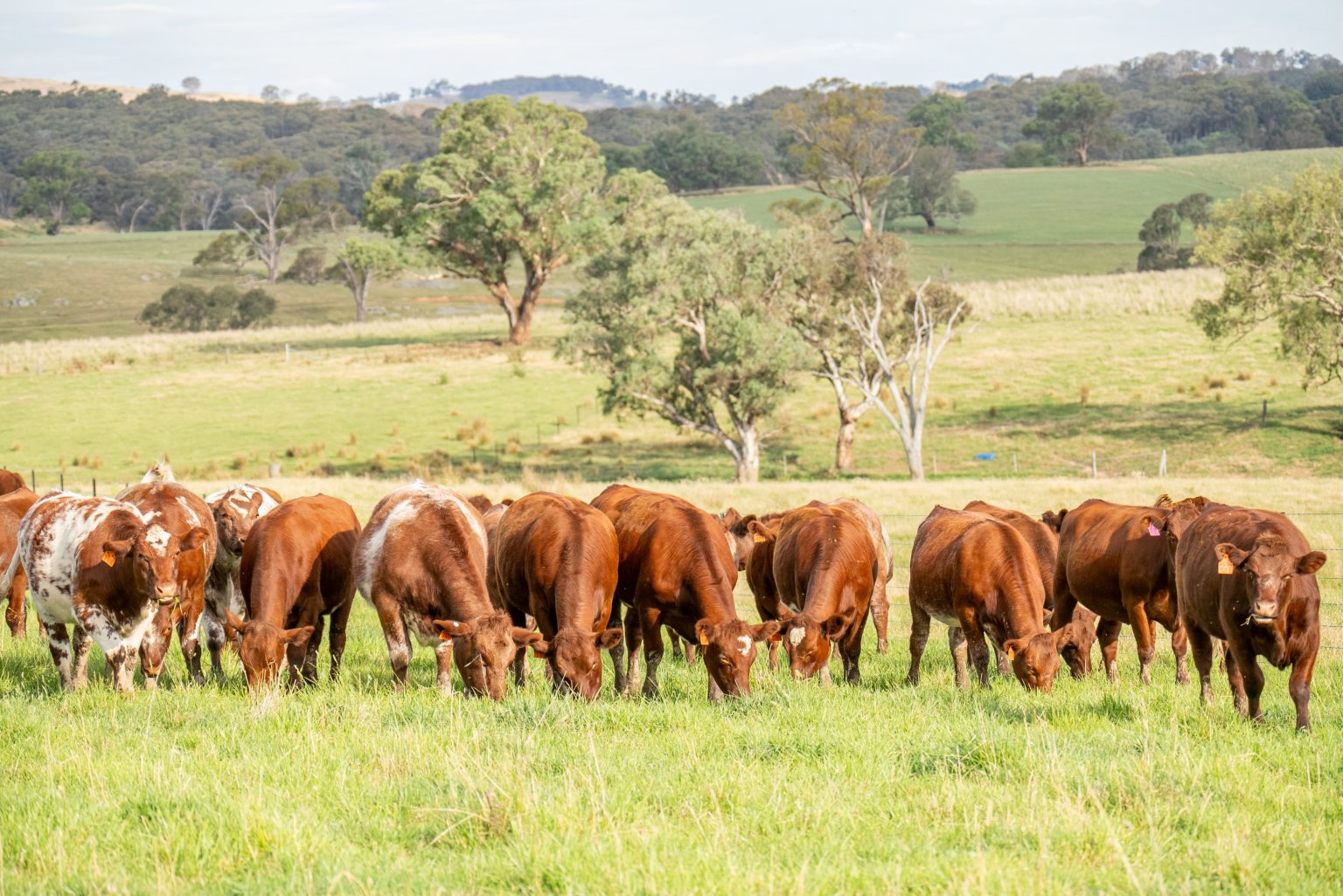 News - Cattle Australia