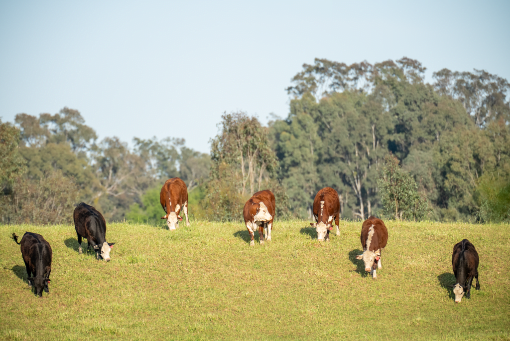 Woolworths acknowledges Cattle Australia’s sustainability work - Cattle ...