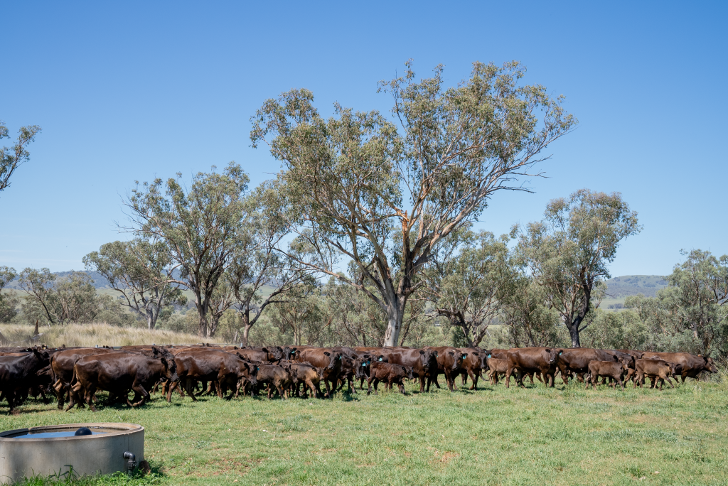 Cattle Australia statement on Greenpeace report - Cattle Australia