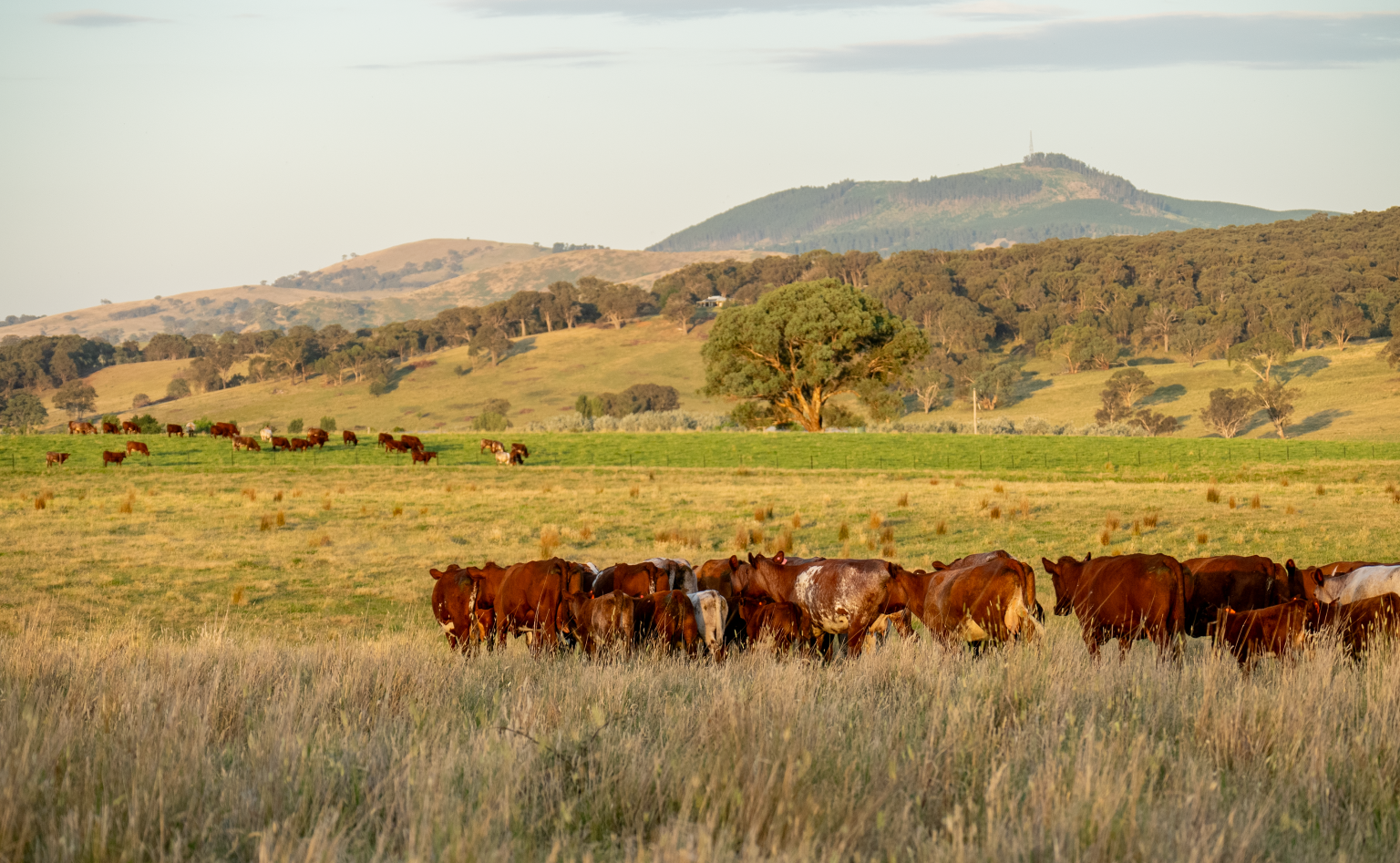 News - Cattle Australia
