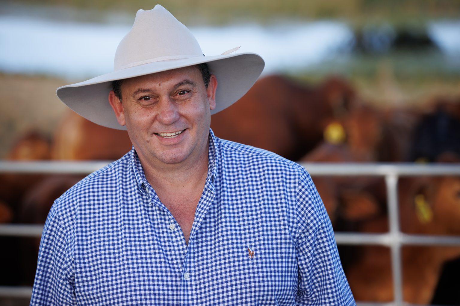 News - Cattle Australia